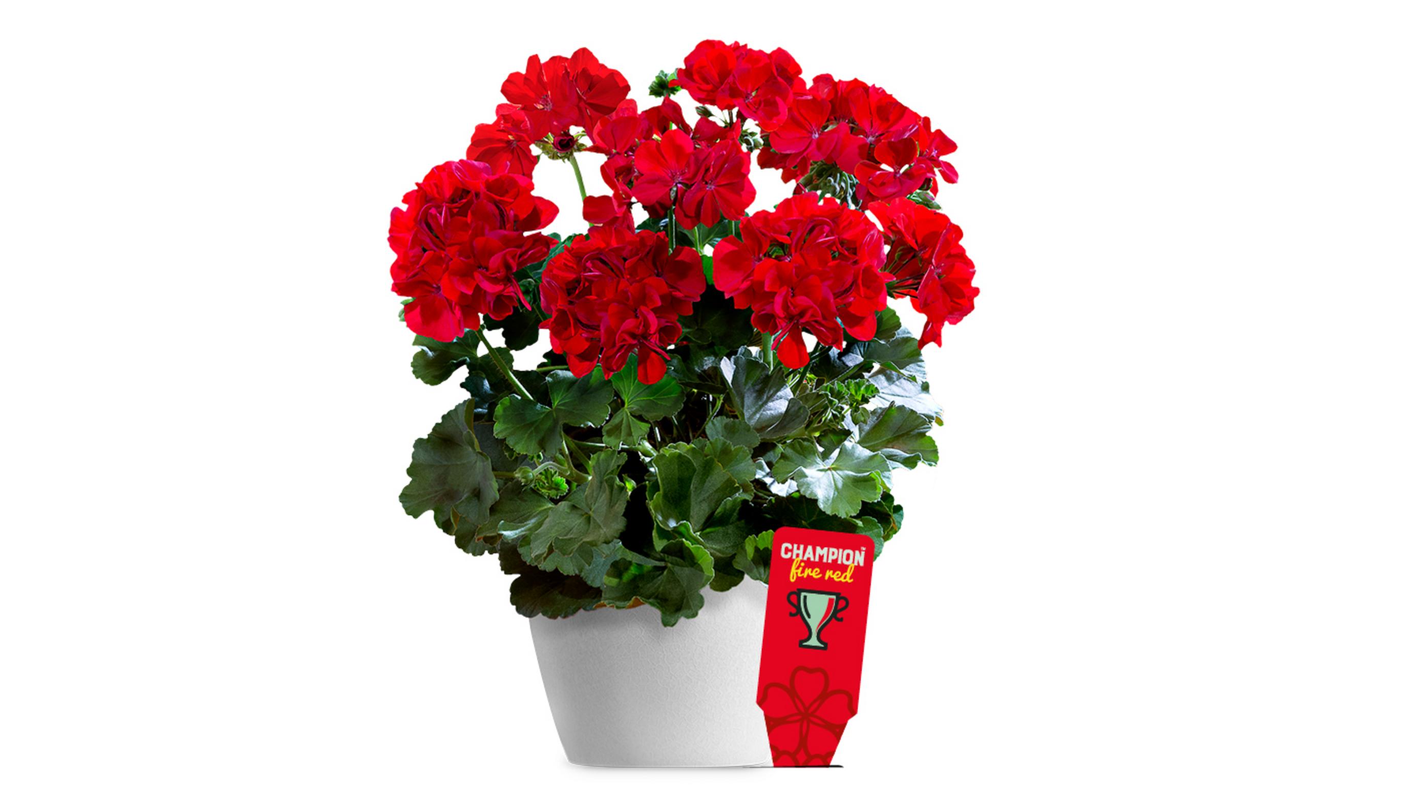 champion-flowers.com