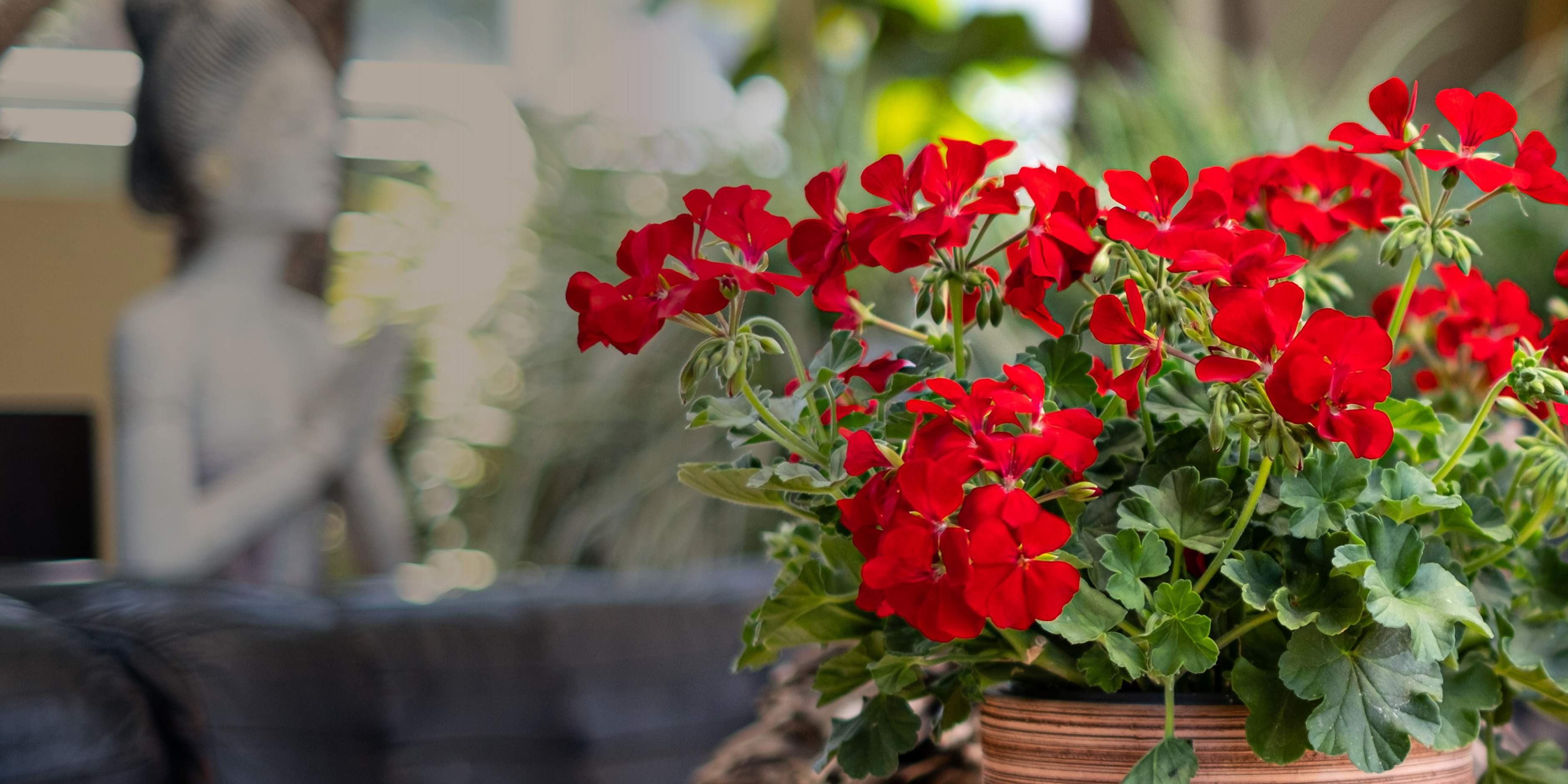 champion-flowers.com