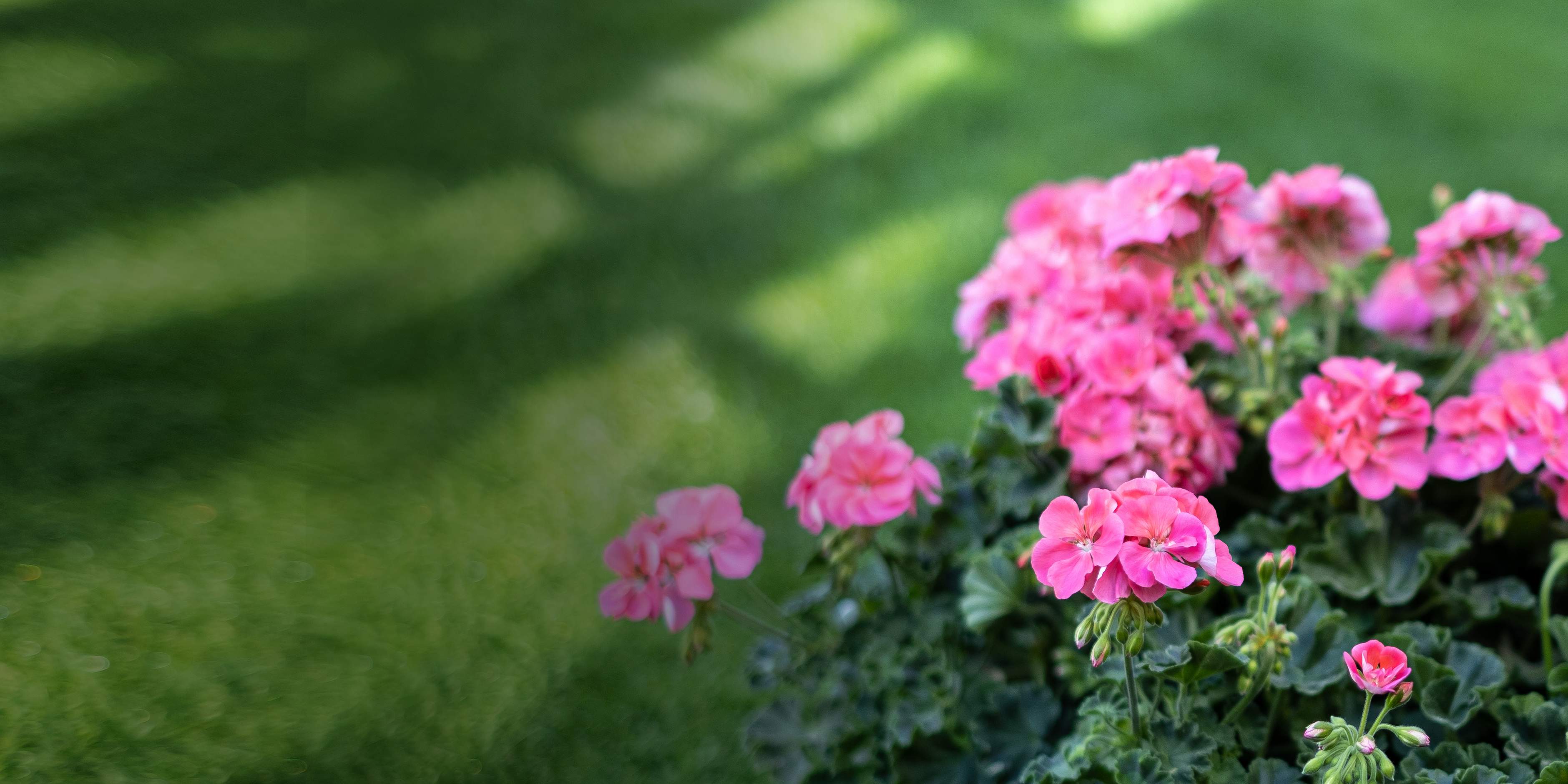 champion-flowers.com