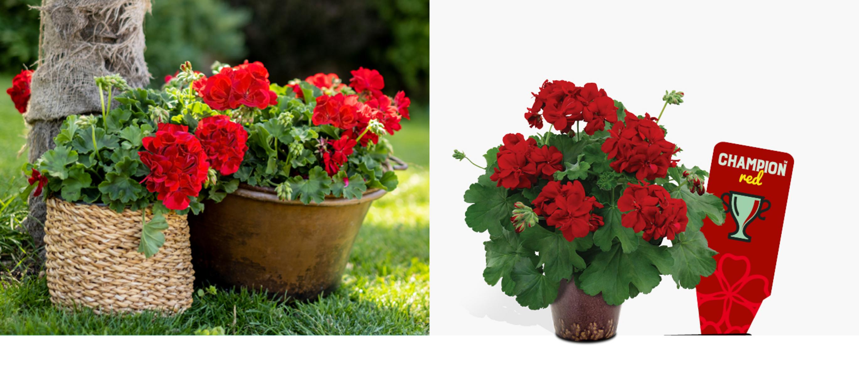 Varieties