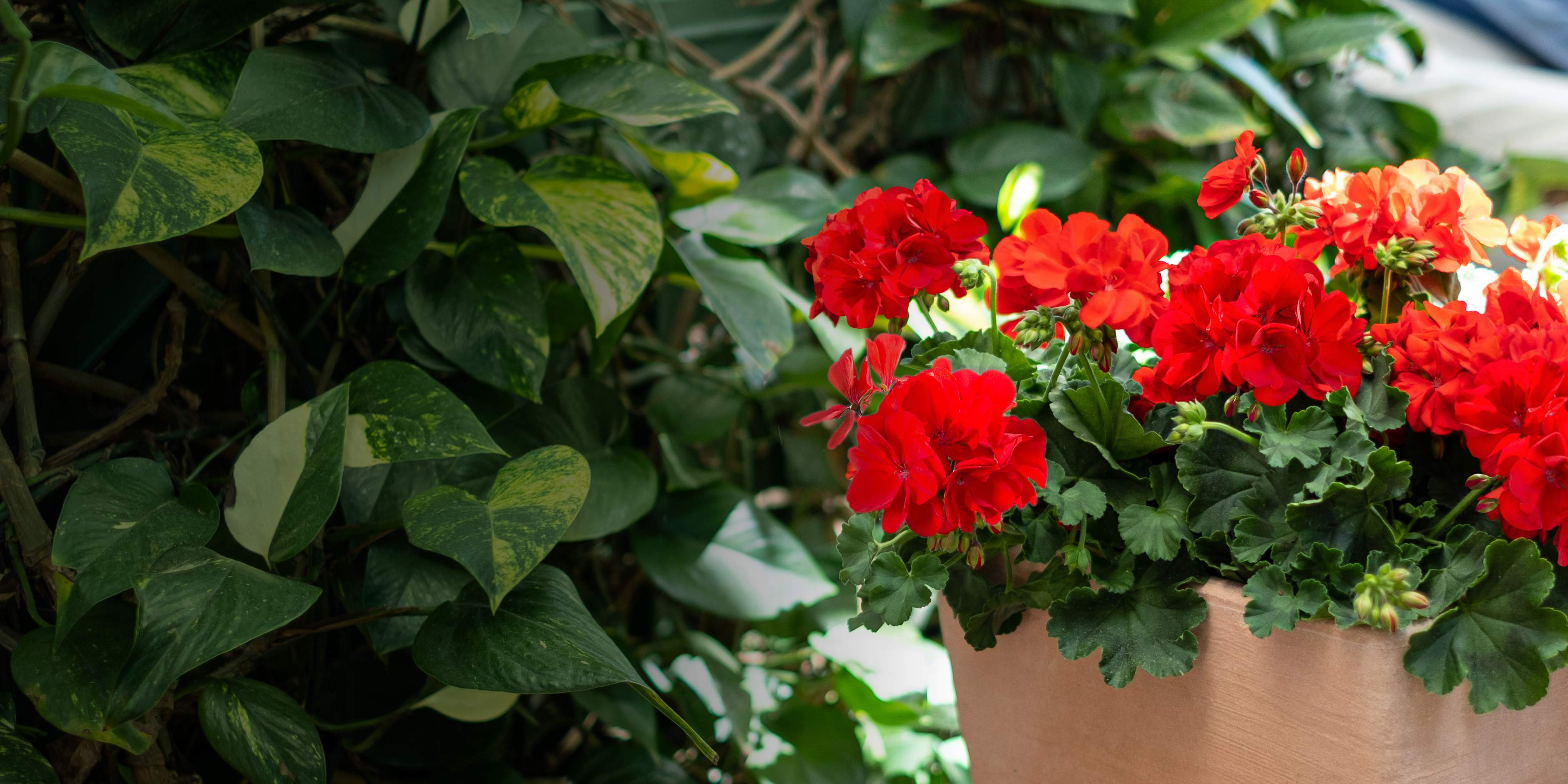 champion-flowers.com